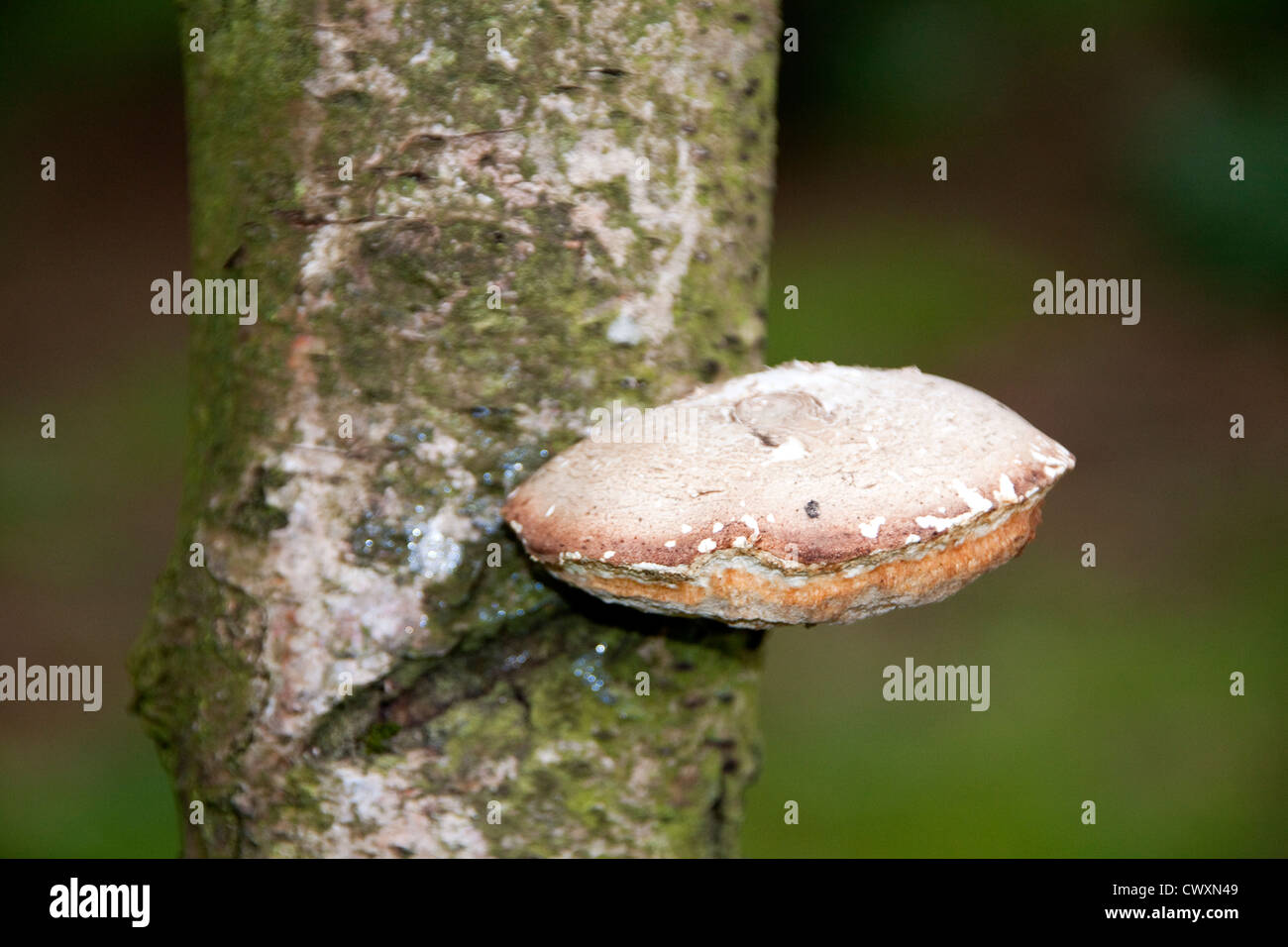 Tree Fungus Artist Conk ( Ganoderma lipsiense Stock Photo - Alamy