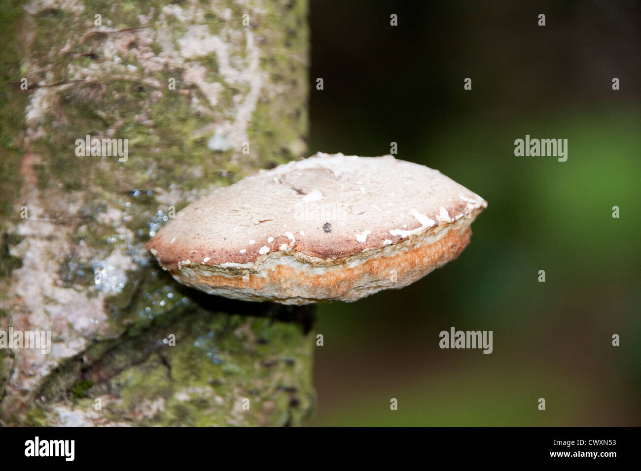 Tree Fungus Artist Conk ( Ganoderma lipsiense Stock Photo - Alamy