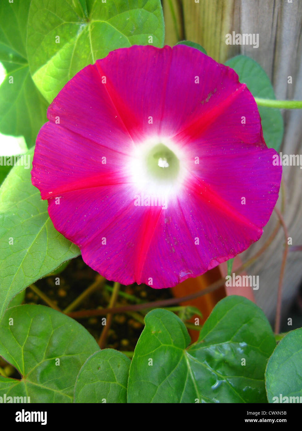Opened Morning Glory Flower Stock Photo - Alamy