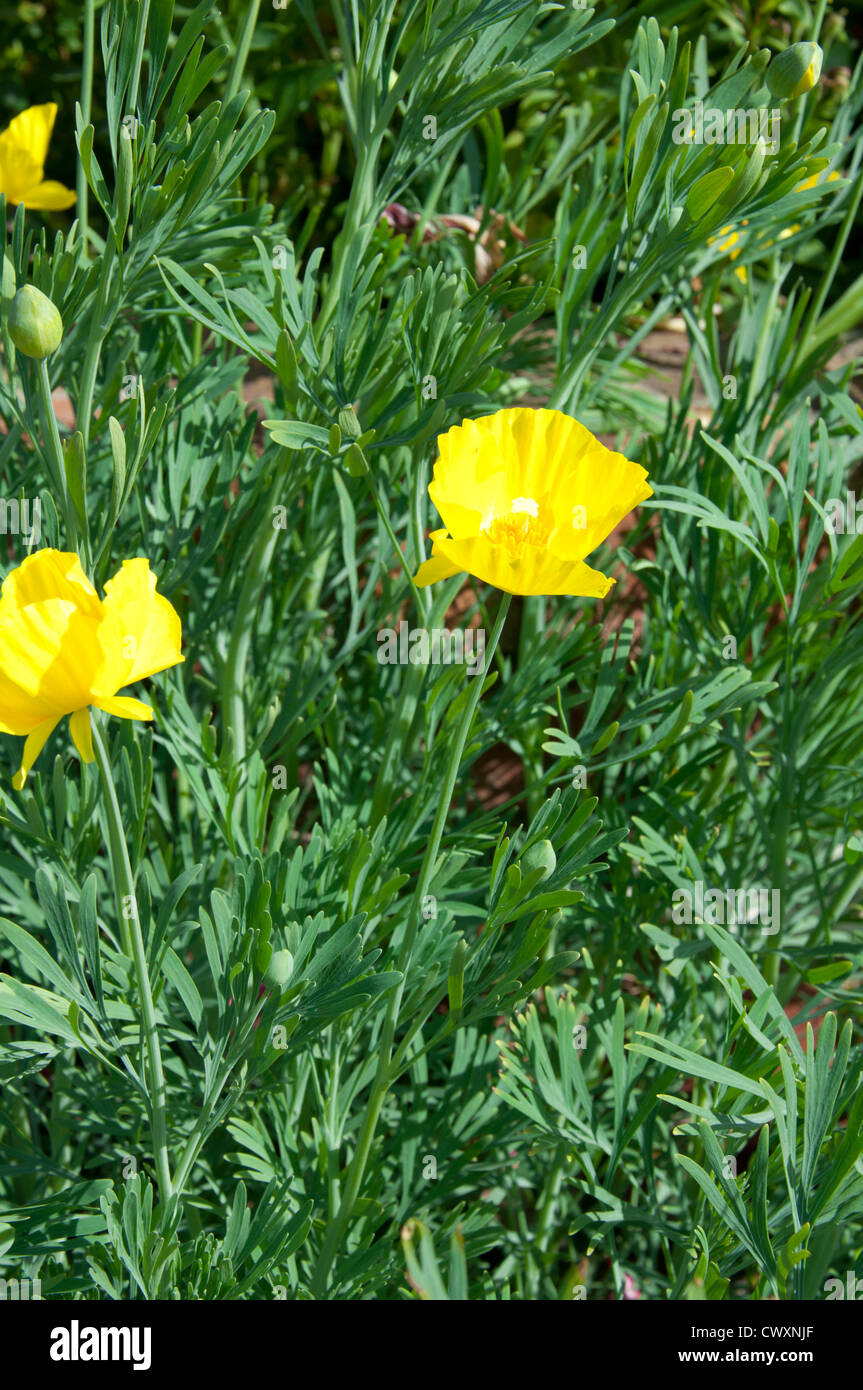 Yellow Poppy flower Stock Photo - Alamy