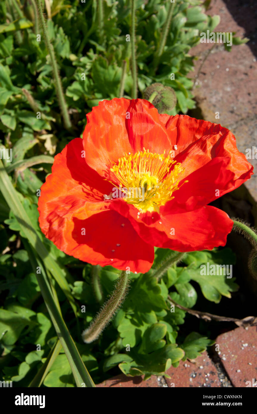 Red Poppy flower Stock Photo - Alamy