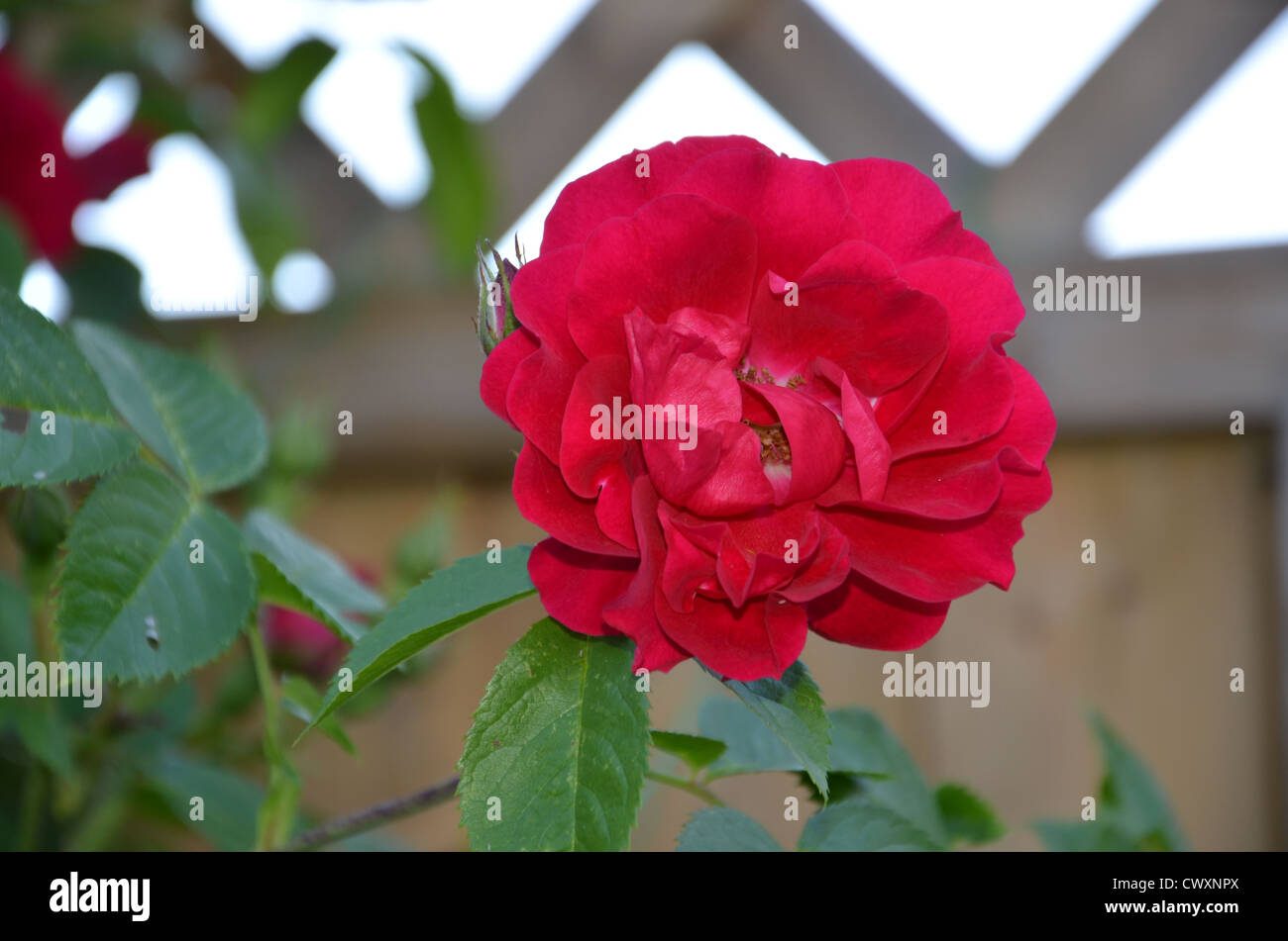 One red rose Stock Photo - Alamy
