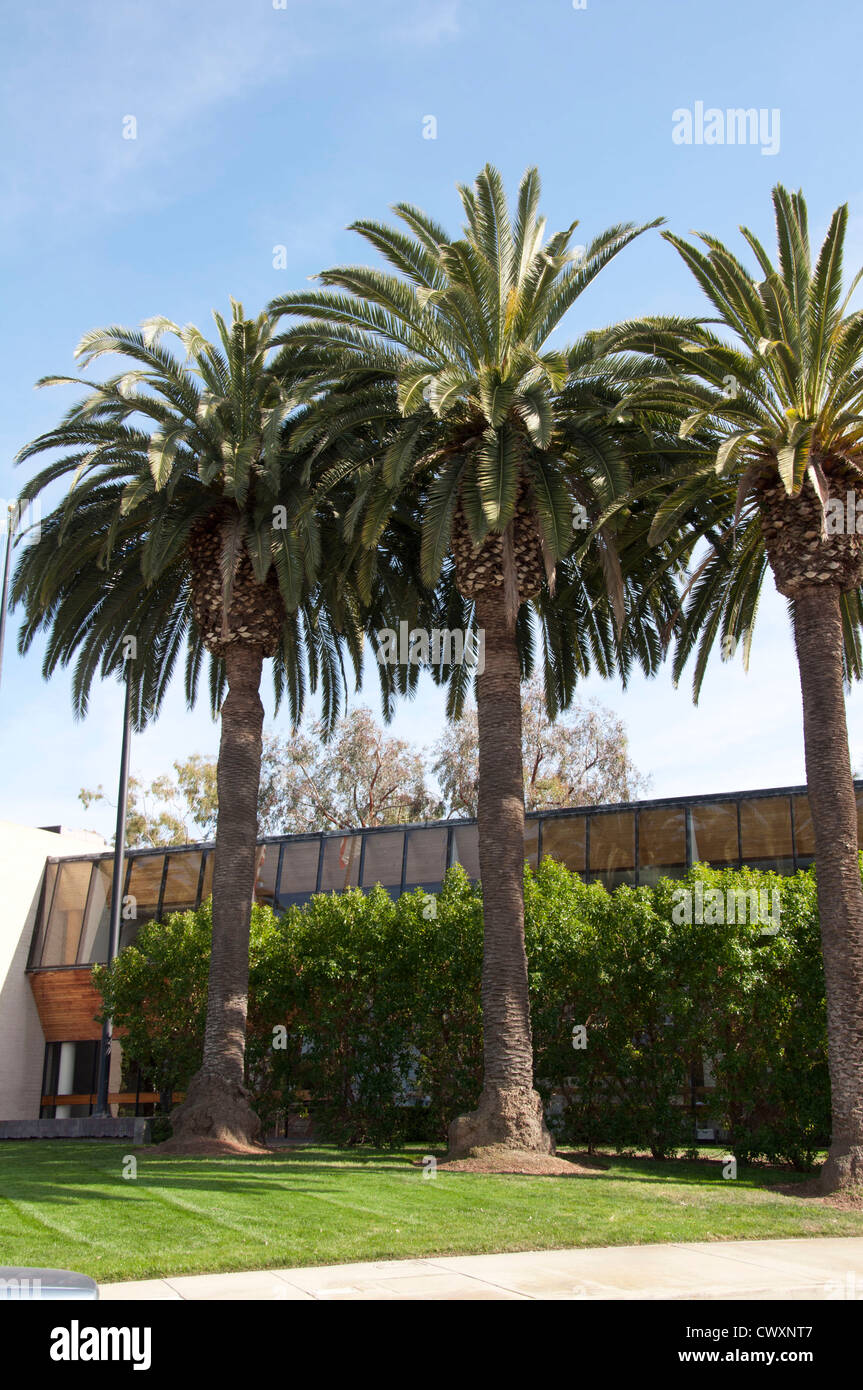 Palm Trees in California Stock Photo - Alamy
