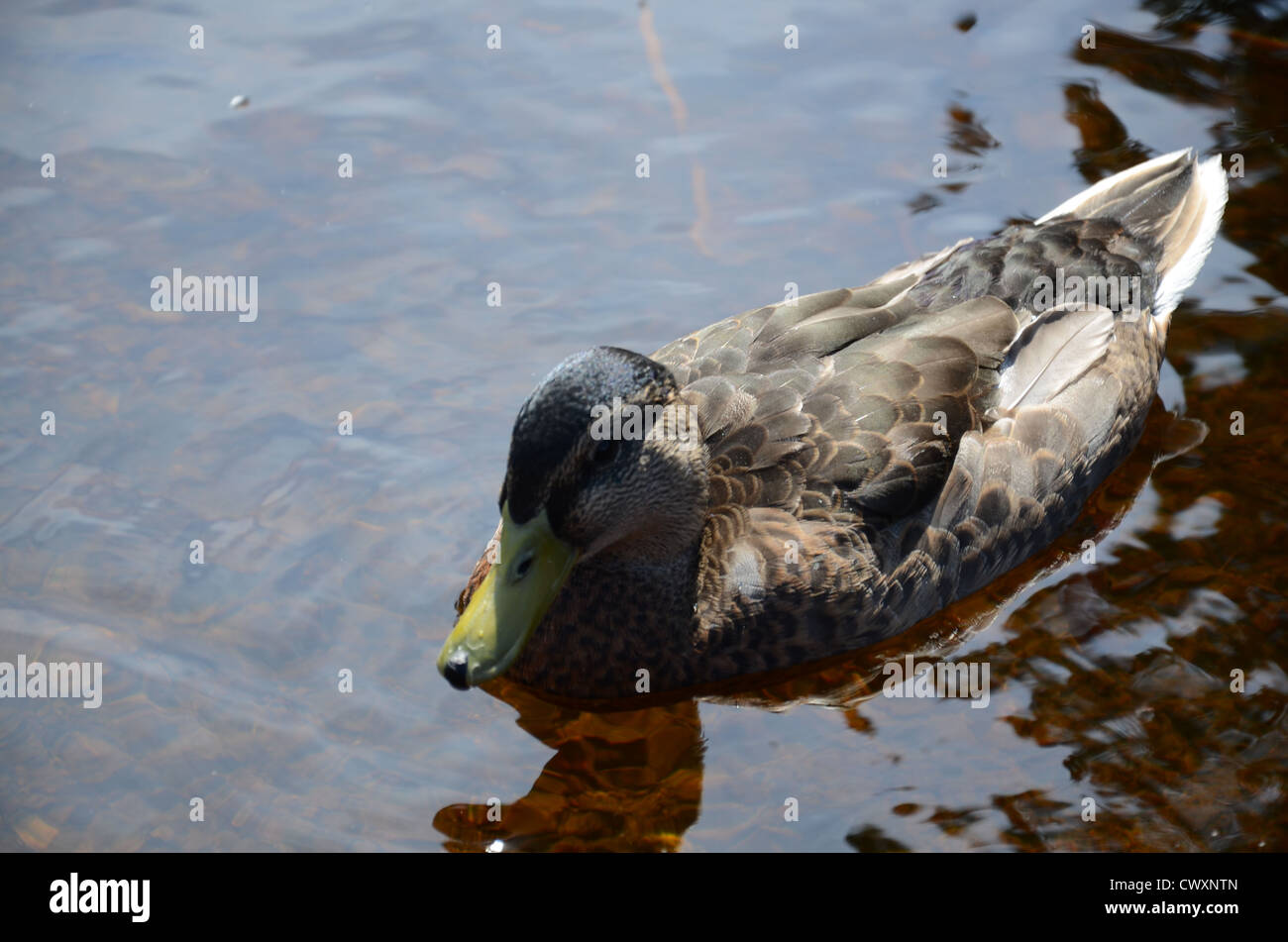 Swim by duck hi-res stock photography and images - Alamy