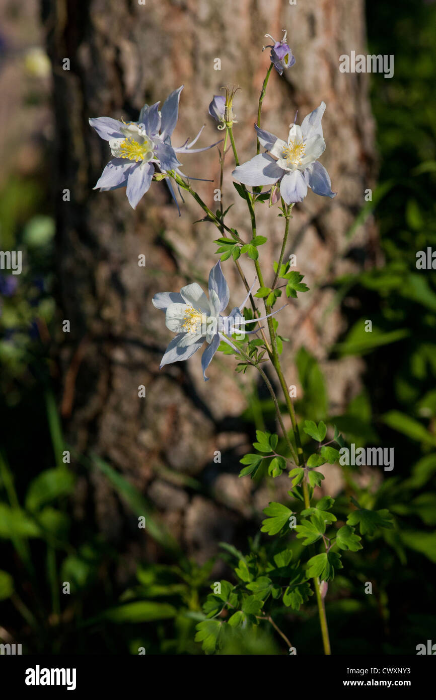 Red pine pinus resinosa tree hi-res stock photography and images - Alamy