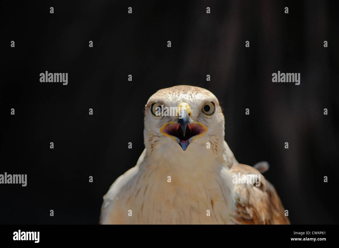 Hawk portrait with open mouth Stock Photo - Alamy