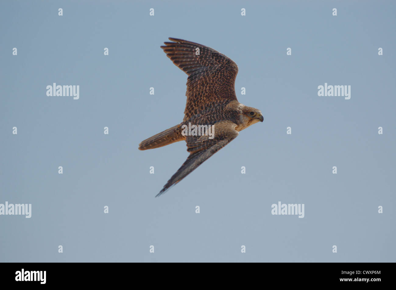 Saker falcon in flight Stock Photo - Alamy