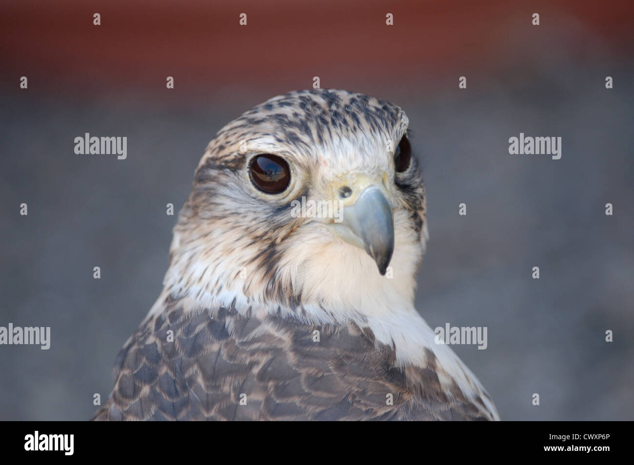 Saker falcon portrait Stock Photo - Alamy