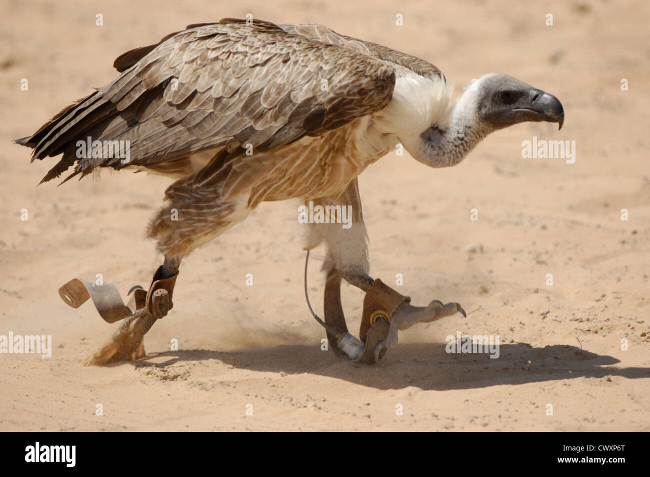 Walking shackles sand captive avian hi-res stock photography and images ...