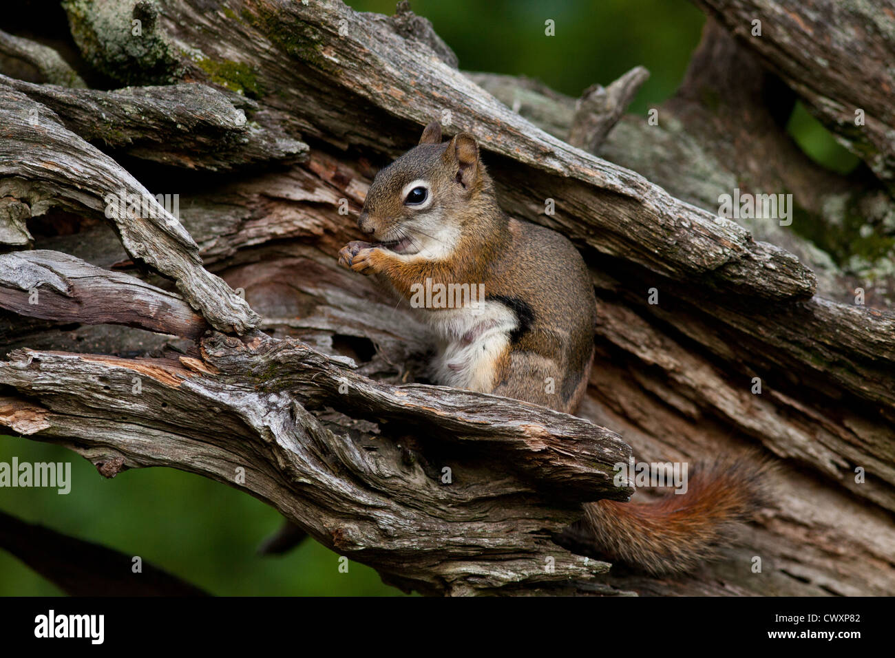 Wisconsin red squirrel hi-res stock photography and images - Alamy