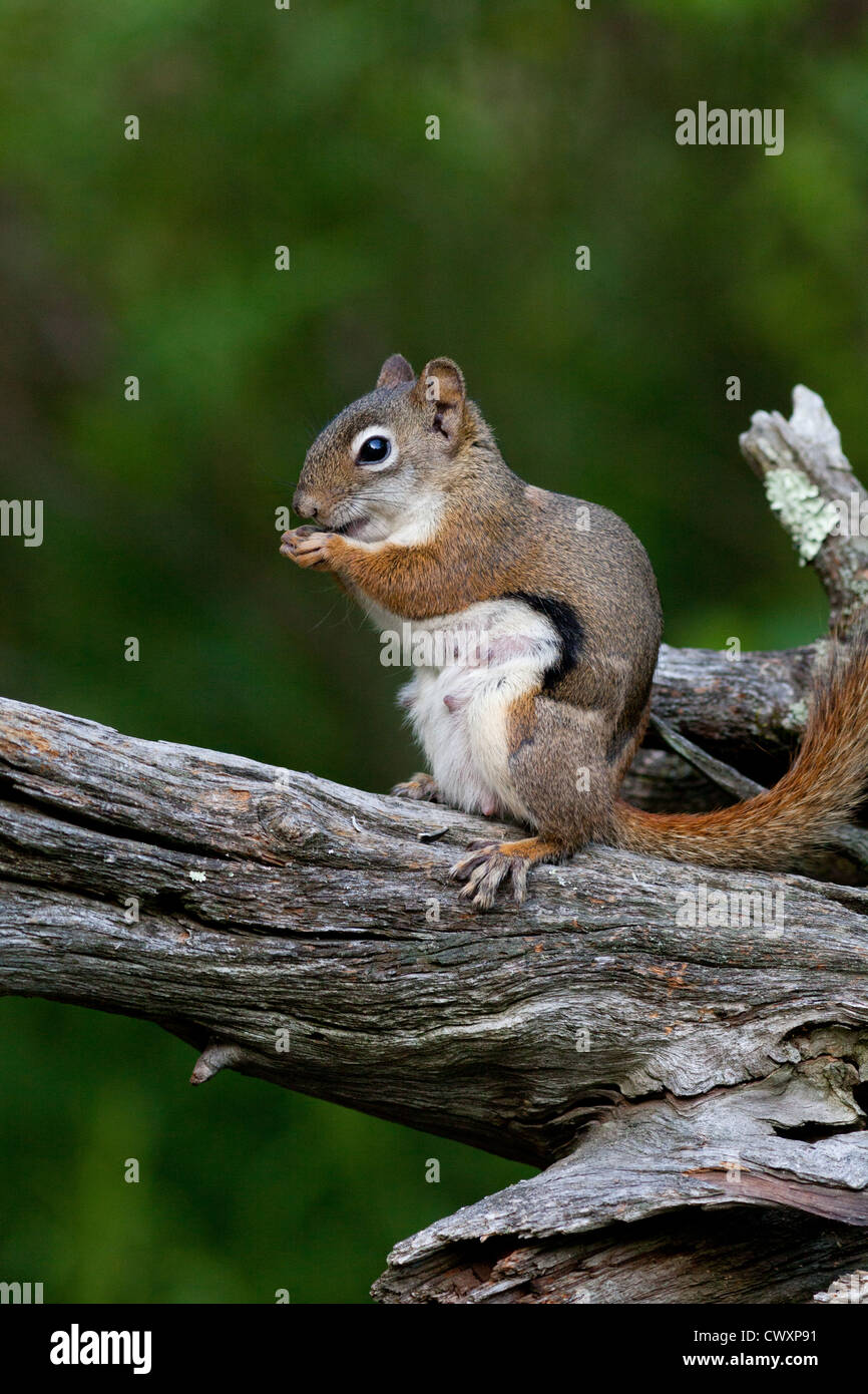 Wisconsin red squirrel hi-res stock photography and images - Alamy