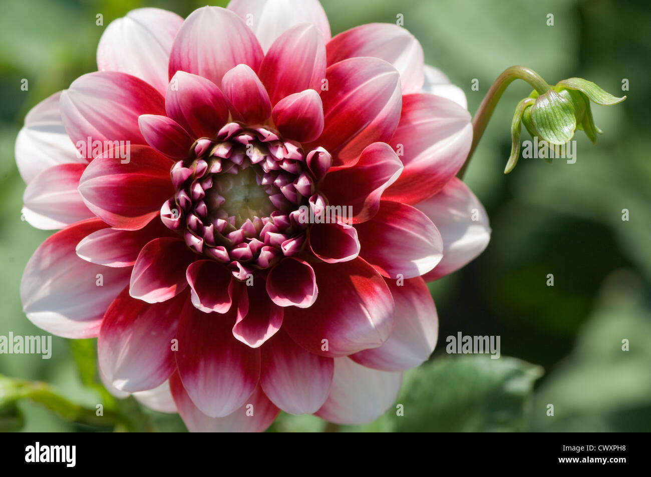Heartthrob dahlia hi-res stock photography and images - Alamy