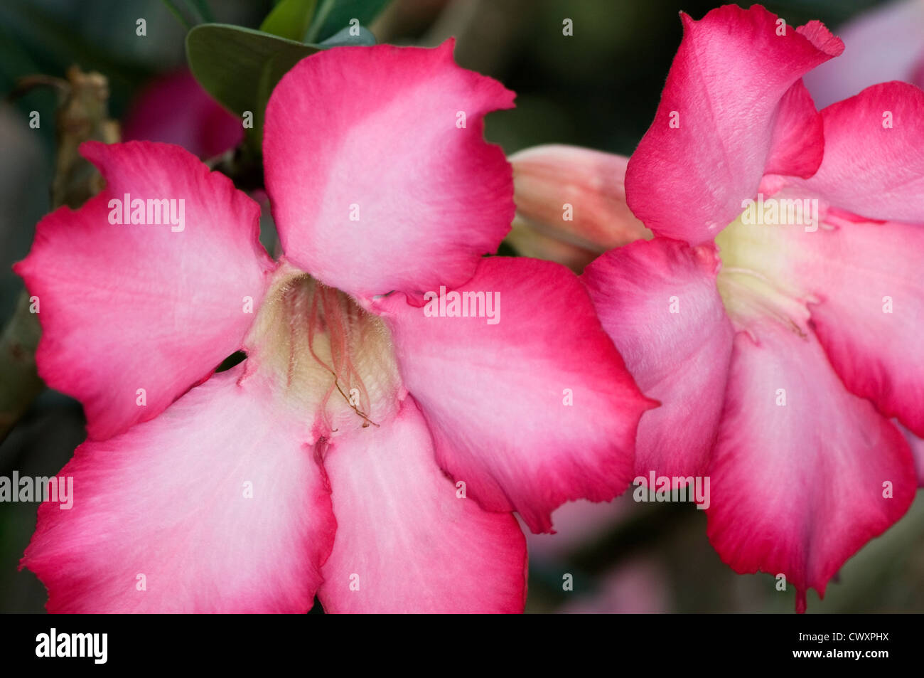 Desert Rose Flower High Resolution Stock Photography and Images - Alamy