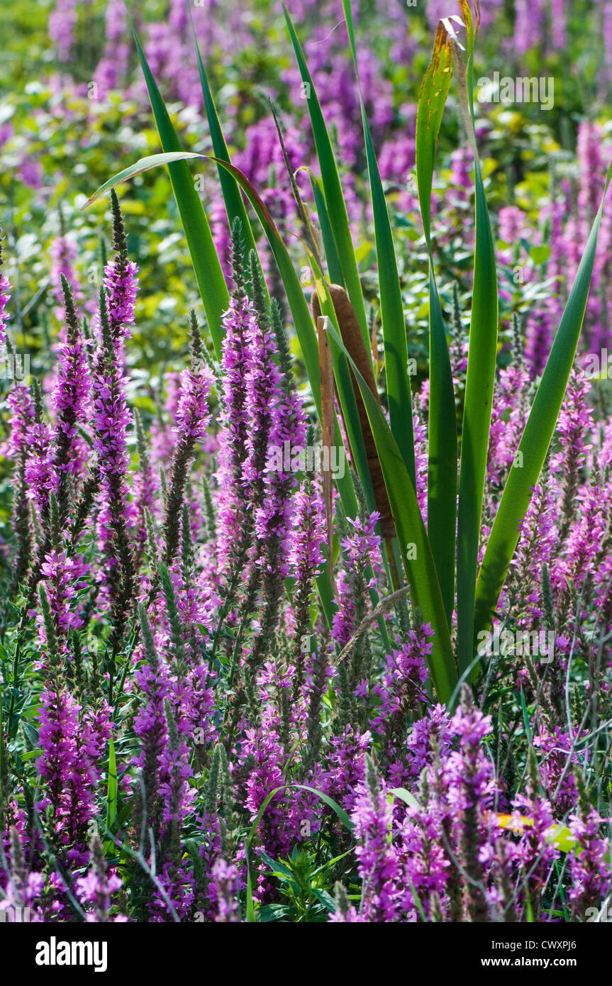 Cattail flowers hi-res stock photography and images - Alamy