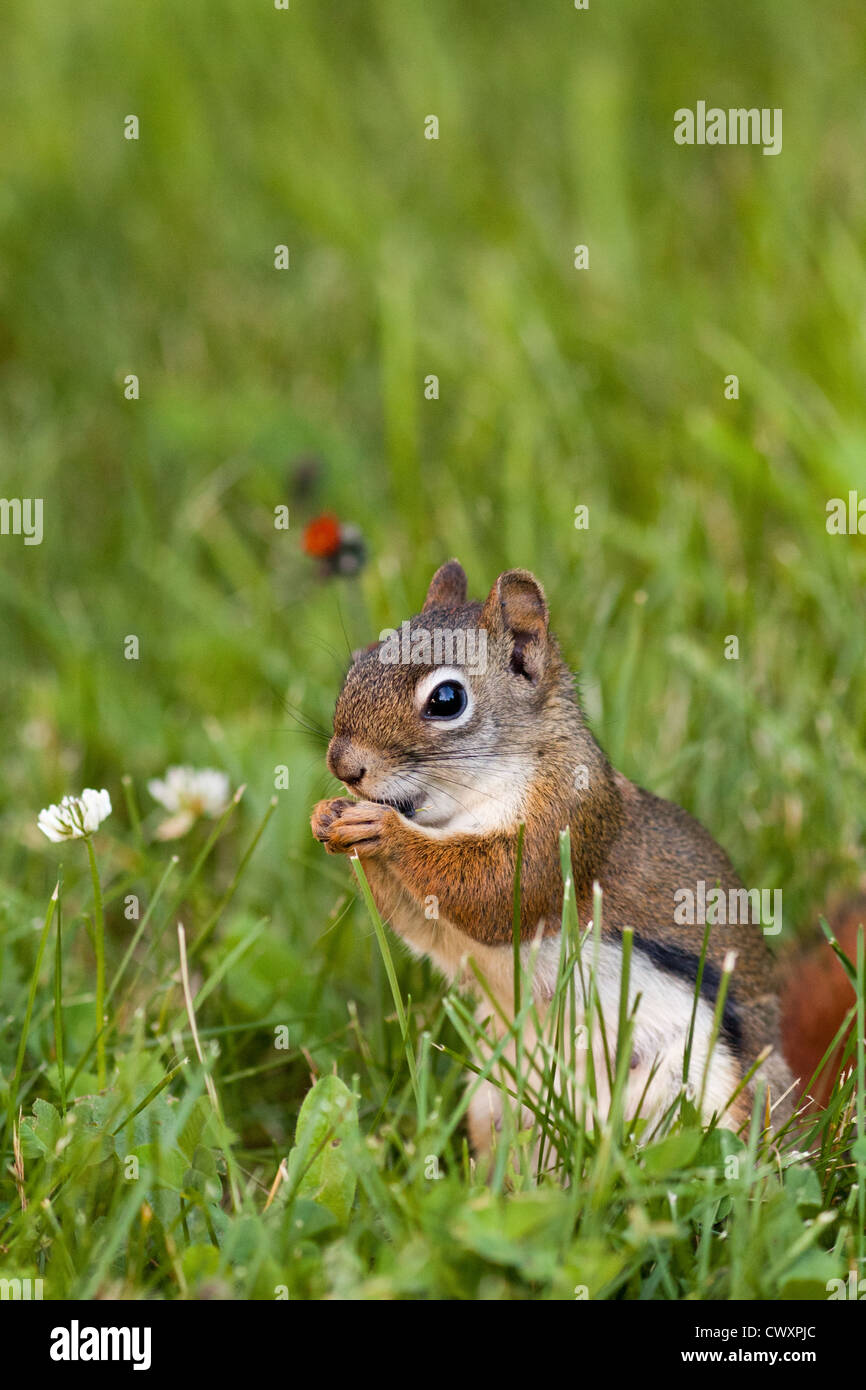 Wisconsin red squirrel hi-res stock photography and images - Alamy
