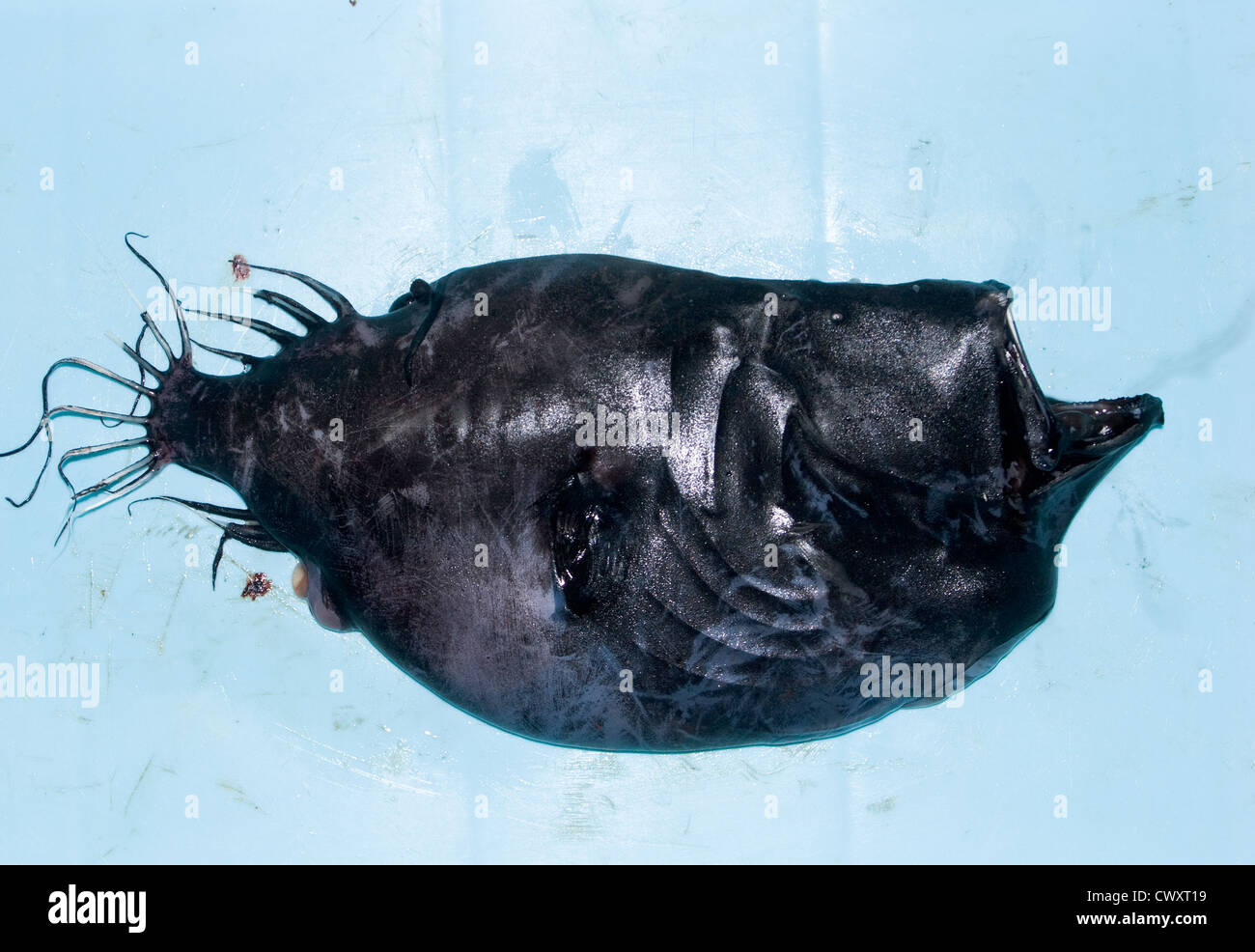 Sea Devil: bycatch from trawl net on a commercial fishing trawler ...