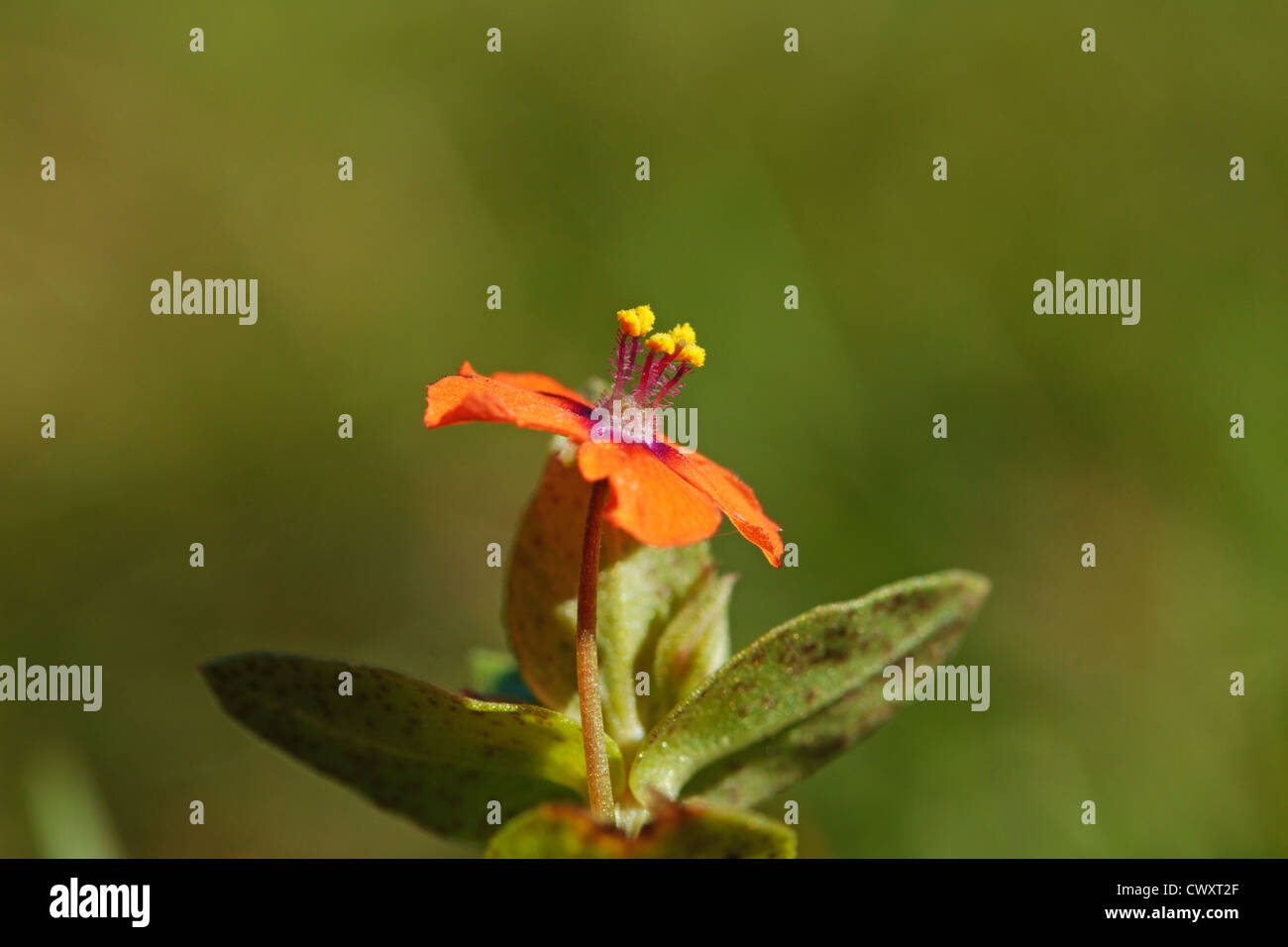 Red pimpernel hi-res stock photography and images - Alamy