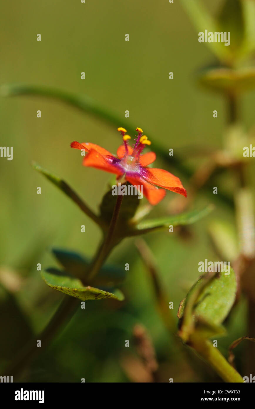 Red pimpernel hi-res stock photography and images - Alamy