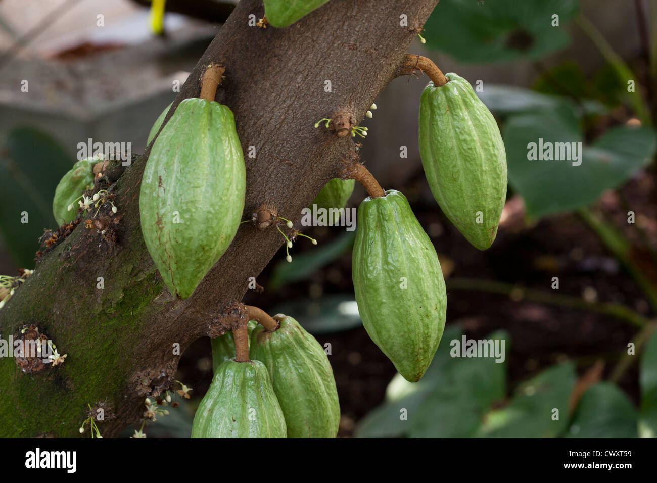 Immature cocoa pods on tree (cacao) - USA Stock Photo - Alamy