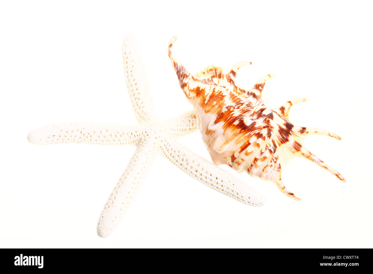 White finger starfish and seashell on white background Stock Photo - Alamy