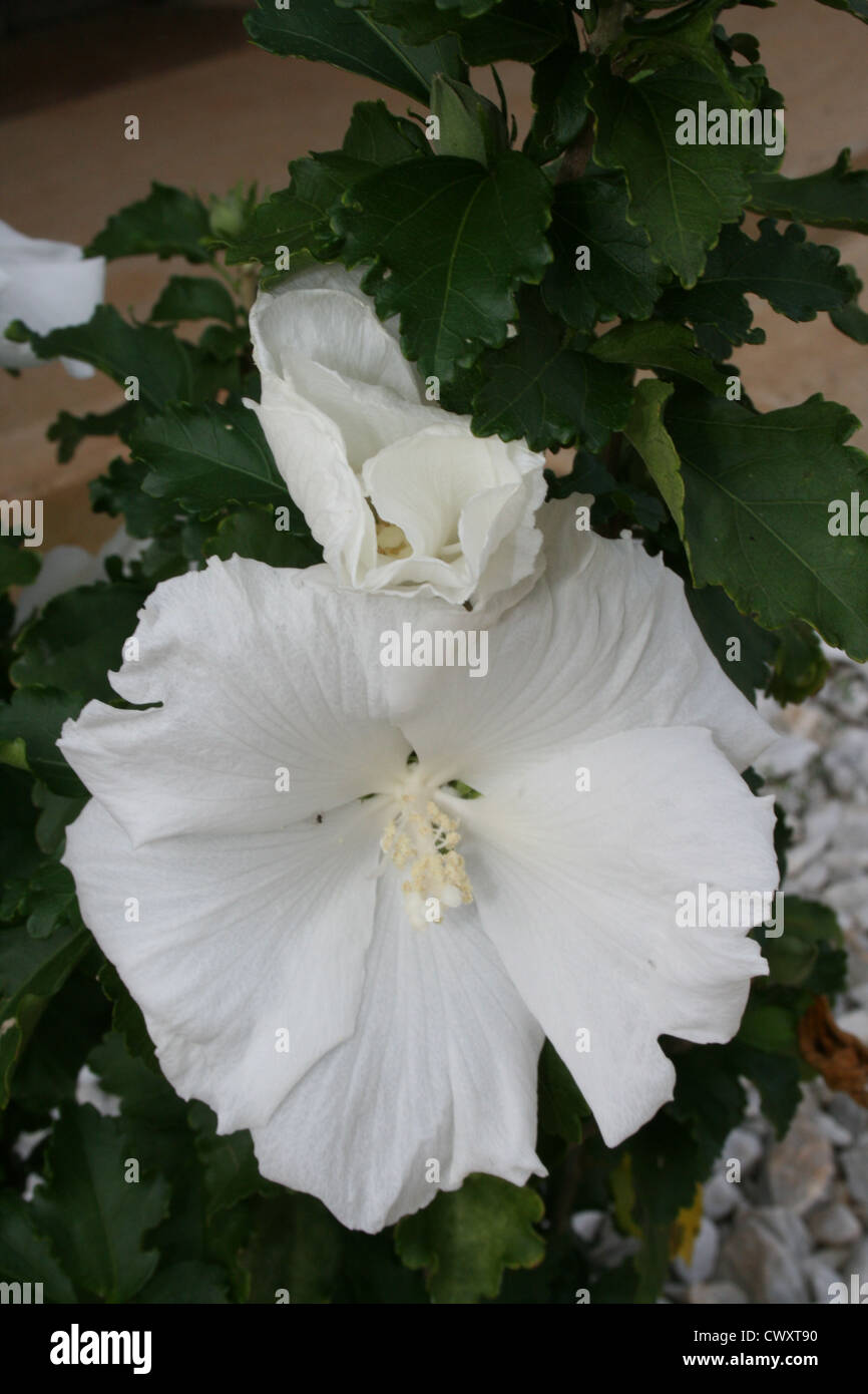 hibiscus flower white flowers picture Stock Photo - Alamy