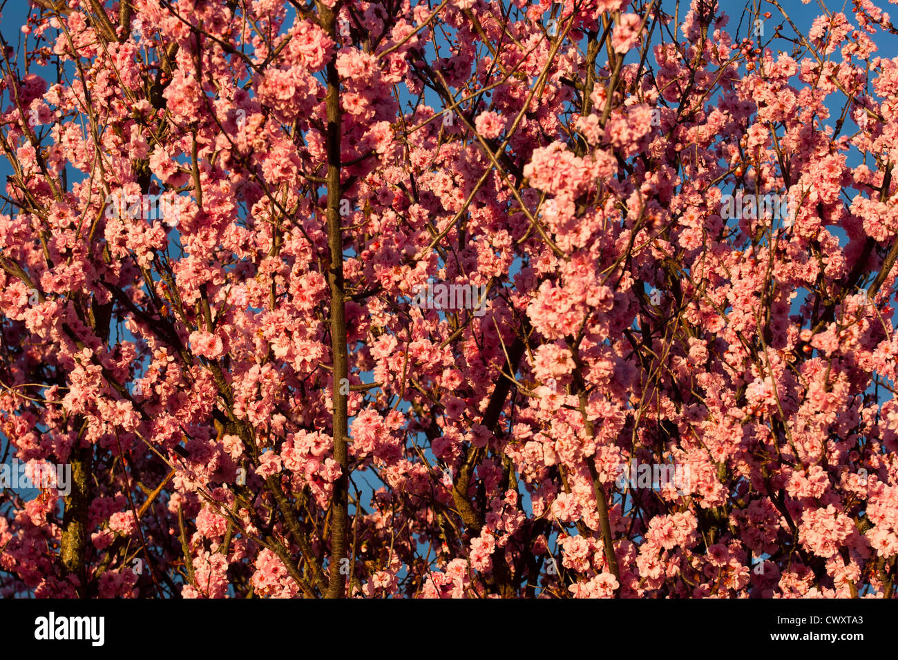 Cherry trees new zealand hi-res stock photography and images - Alamy