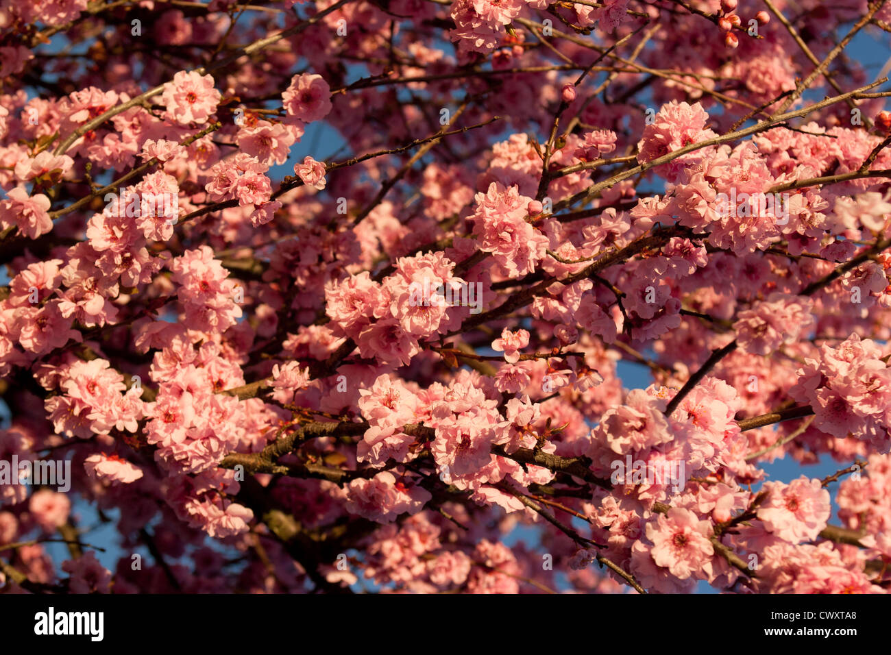 Cherry trees new zealand hi-res stock photography and images - Alamy