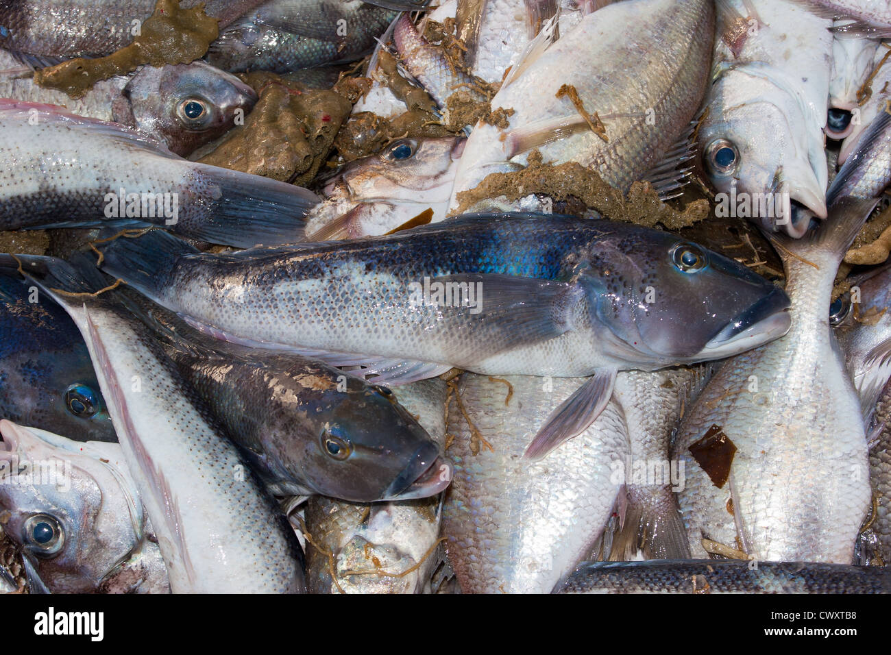 Blue cod fishing new zealand High Resolution Stock Photography and ...
