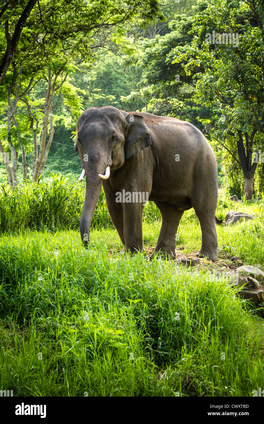 Elephant stand hi-res stock photography and images - Alamy