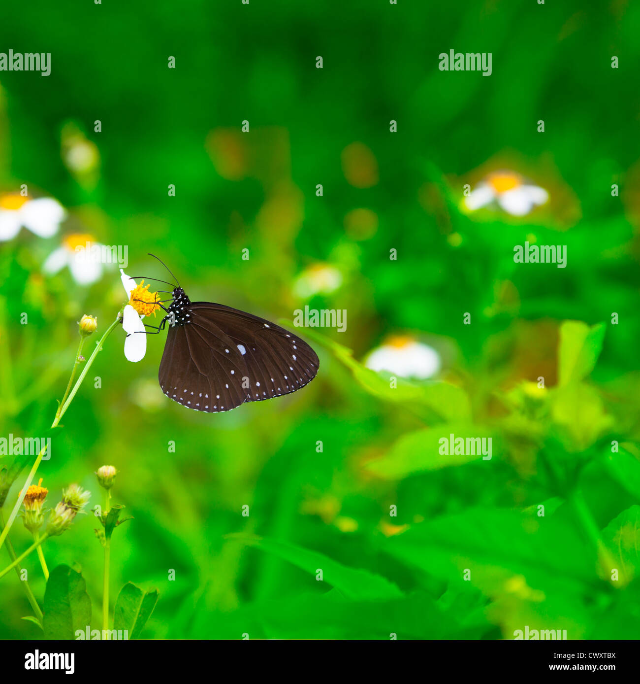 Black forest flowers hi-res stock photography and images - Alamy