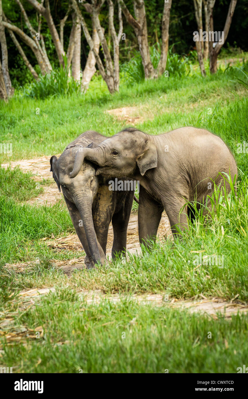 Baby elephants playing hi-res stock photography and images - Alamy
