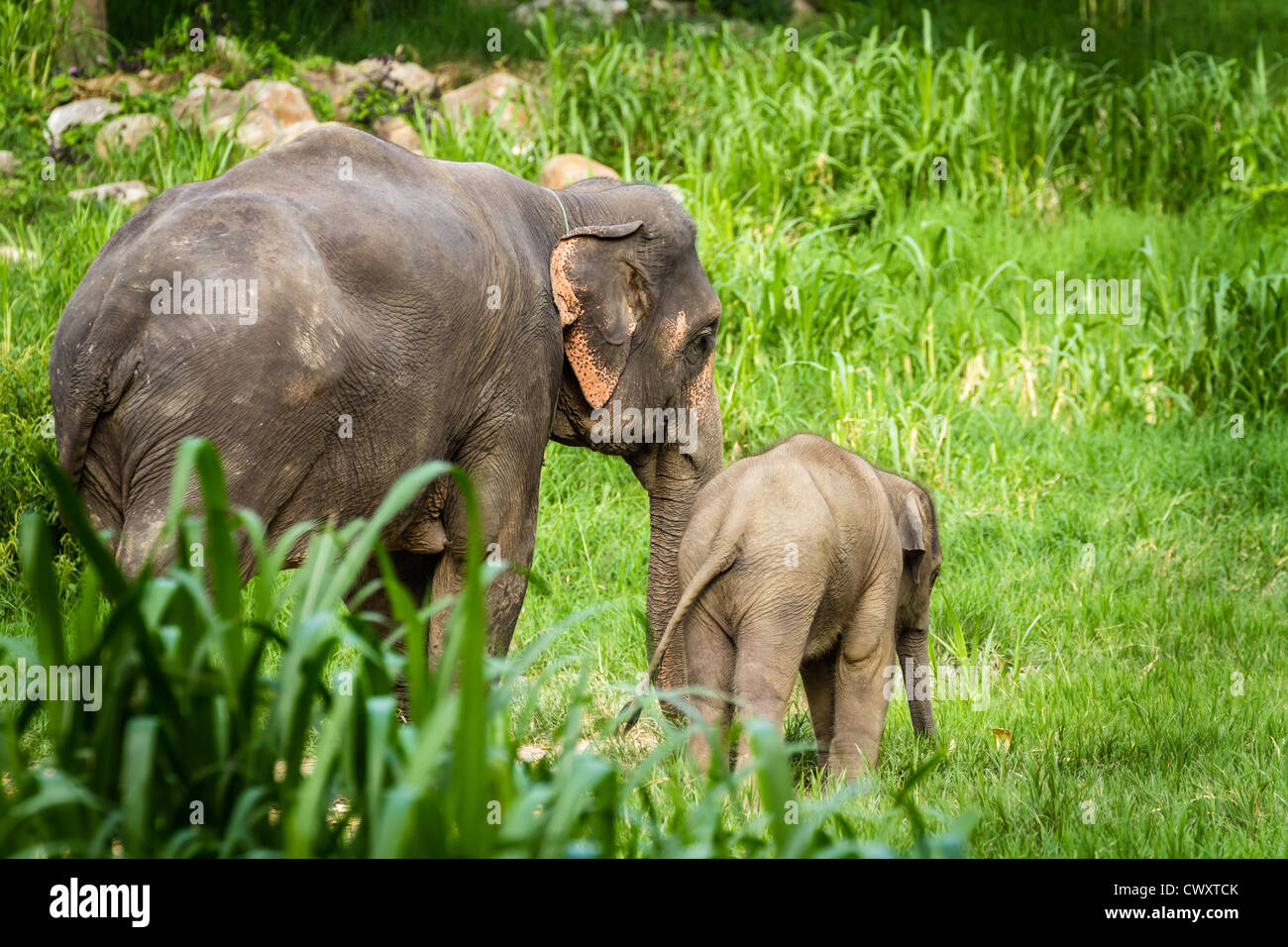 Baby elephant mother legs hi-res stock photography and images - Alamy