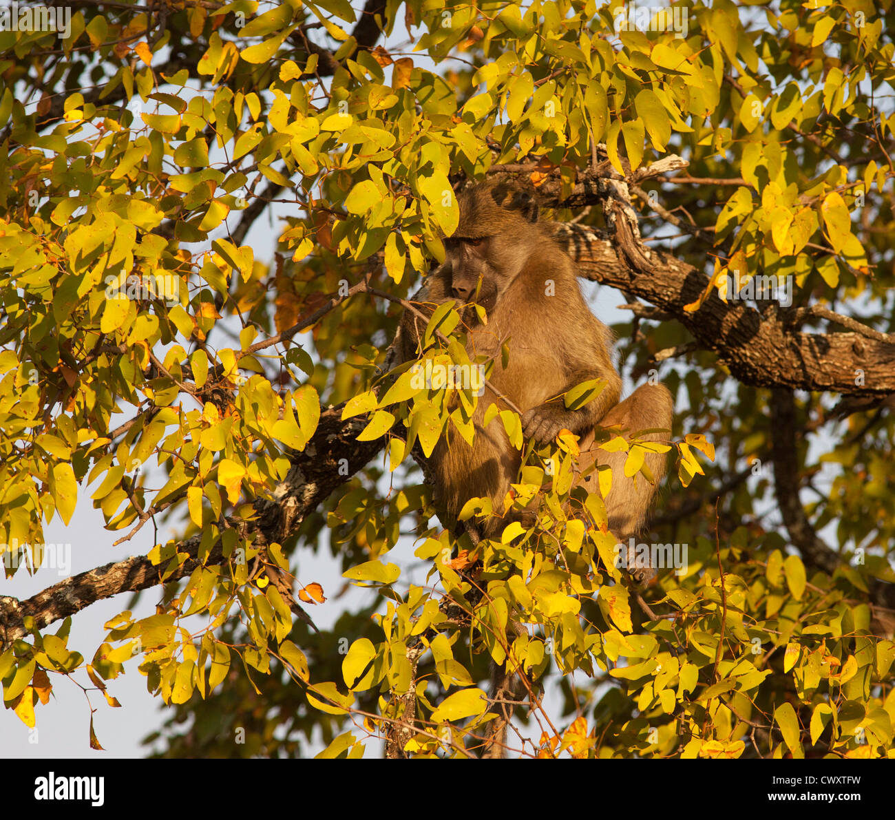 baboon feeding in tree Stock Photo - Alamy