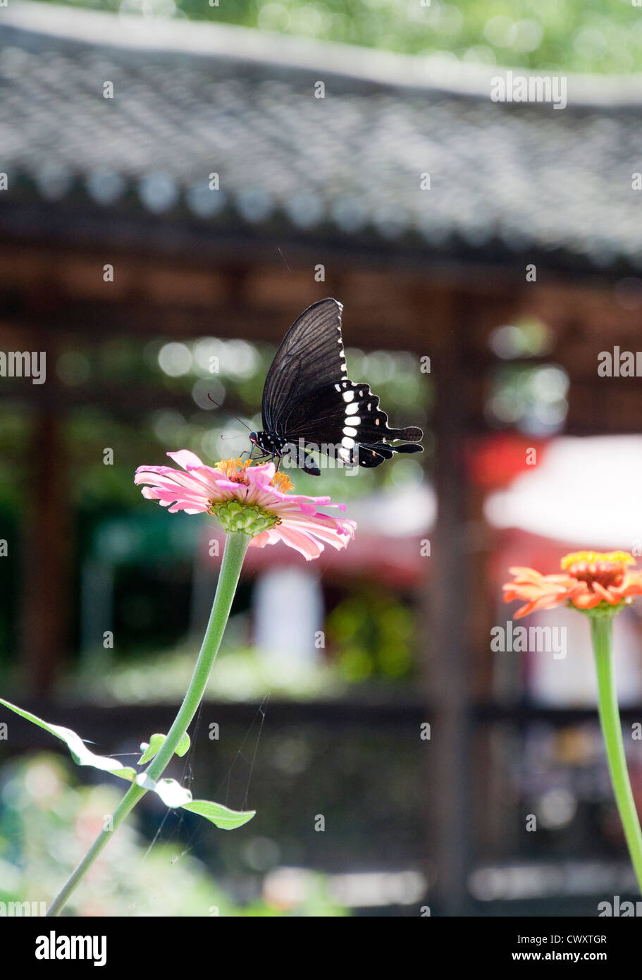 Giant swallowtail on flower hi-res stock photography and images - Alamy