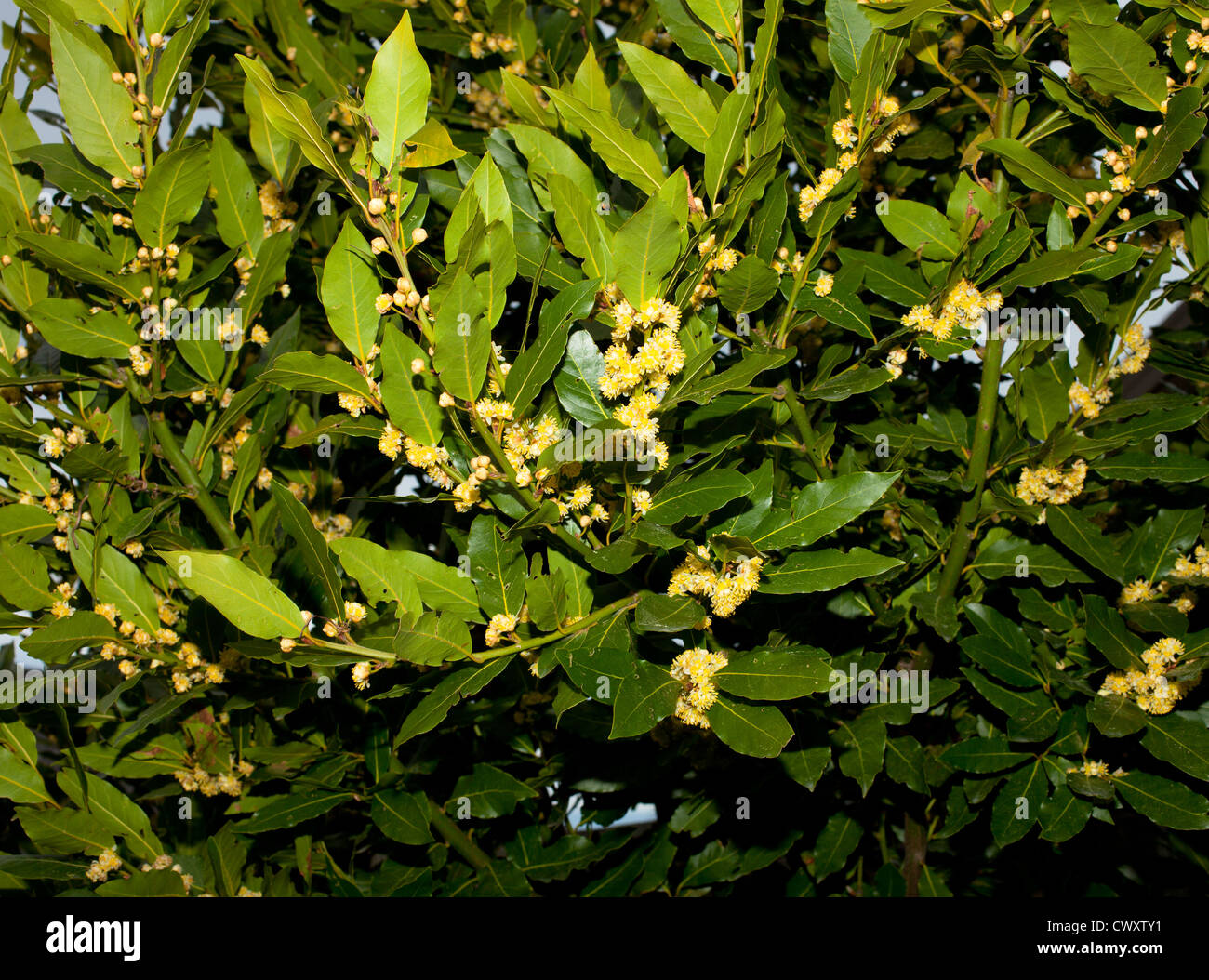 Laurus nobilis hi-res stock photography and images - Alamy