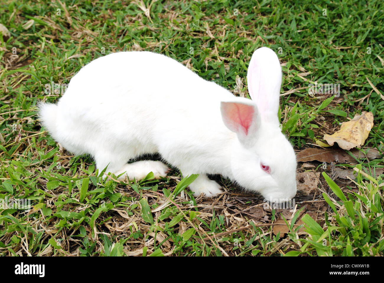 White rabbit in a green grass Stock Photo - Alamy