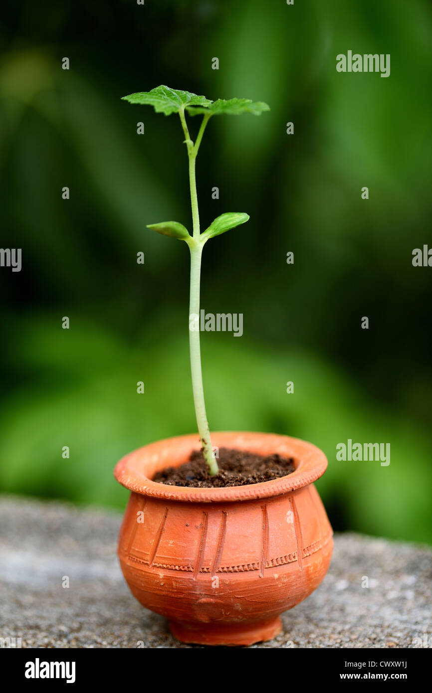 Baby plant in a small pot - New life Stock Photo - Alamy