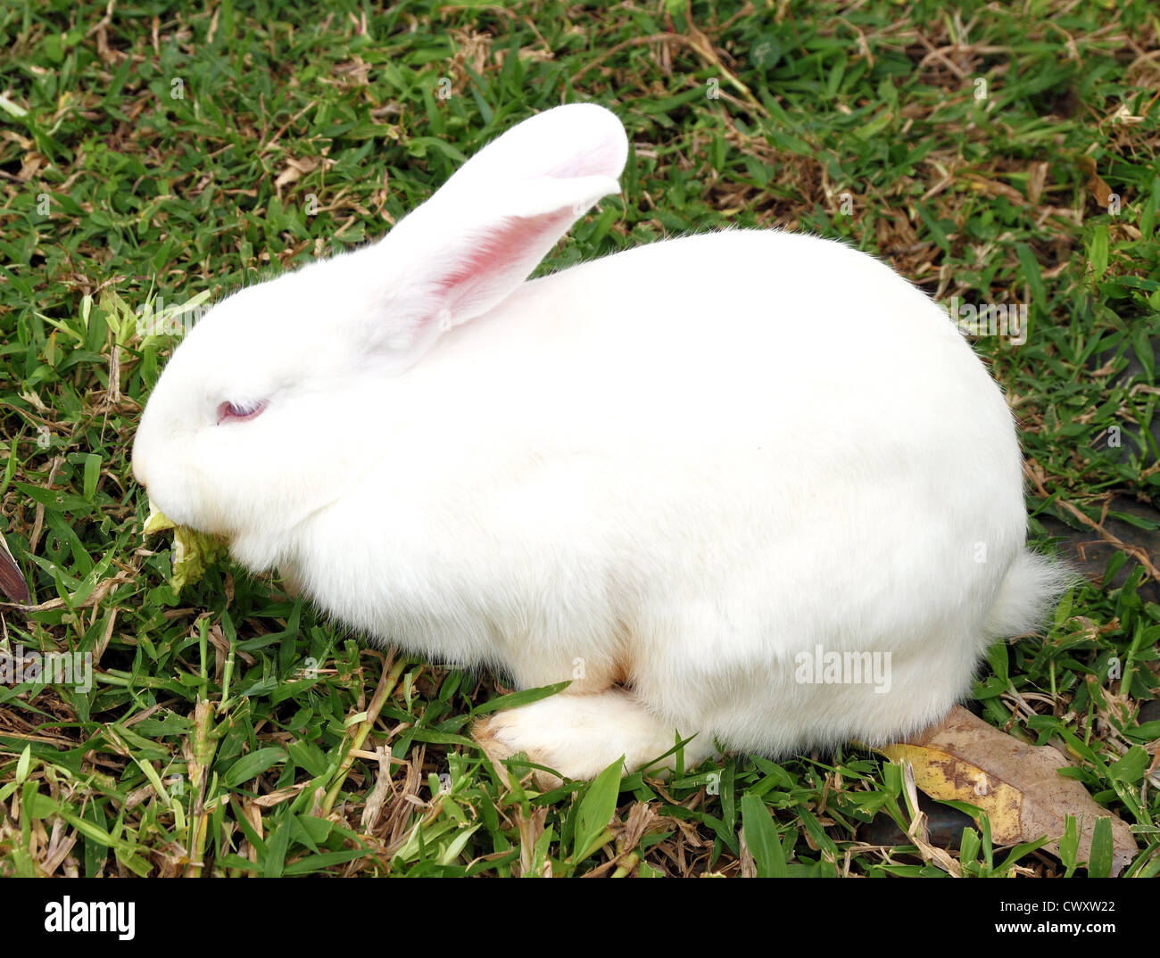 White rabbit in a green grass Stock Photo - Alamy