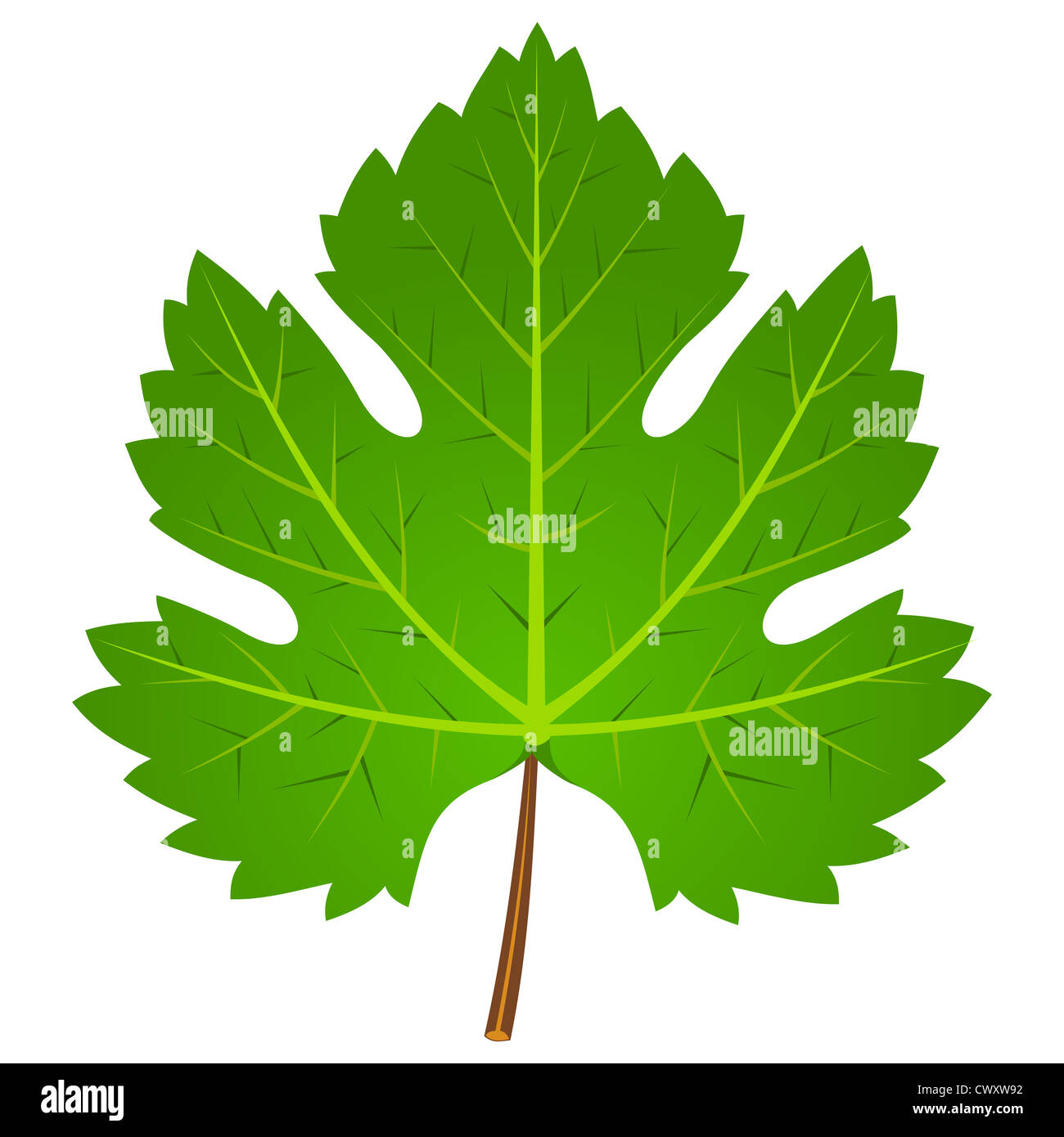 Vineyard wine growing Cut Out Stock Images & Pictures - Alamy