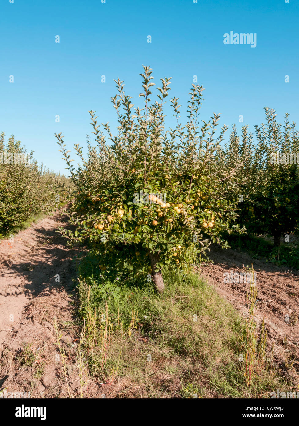 Apple orchard with apples before picking Stock Photo - Alamy