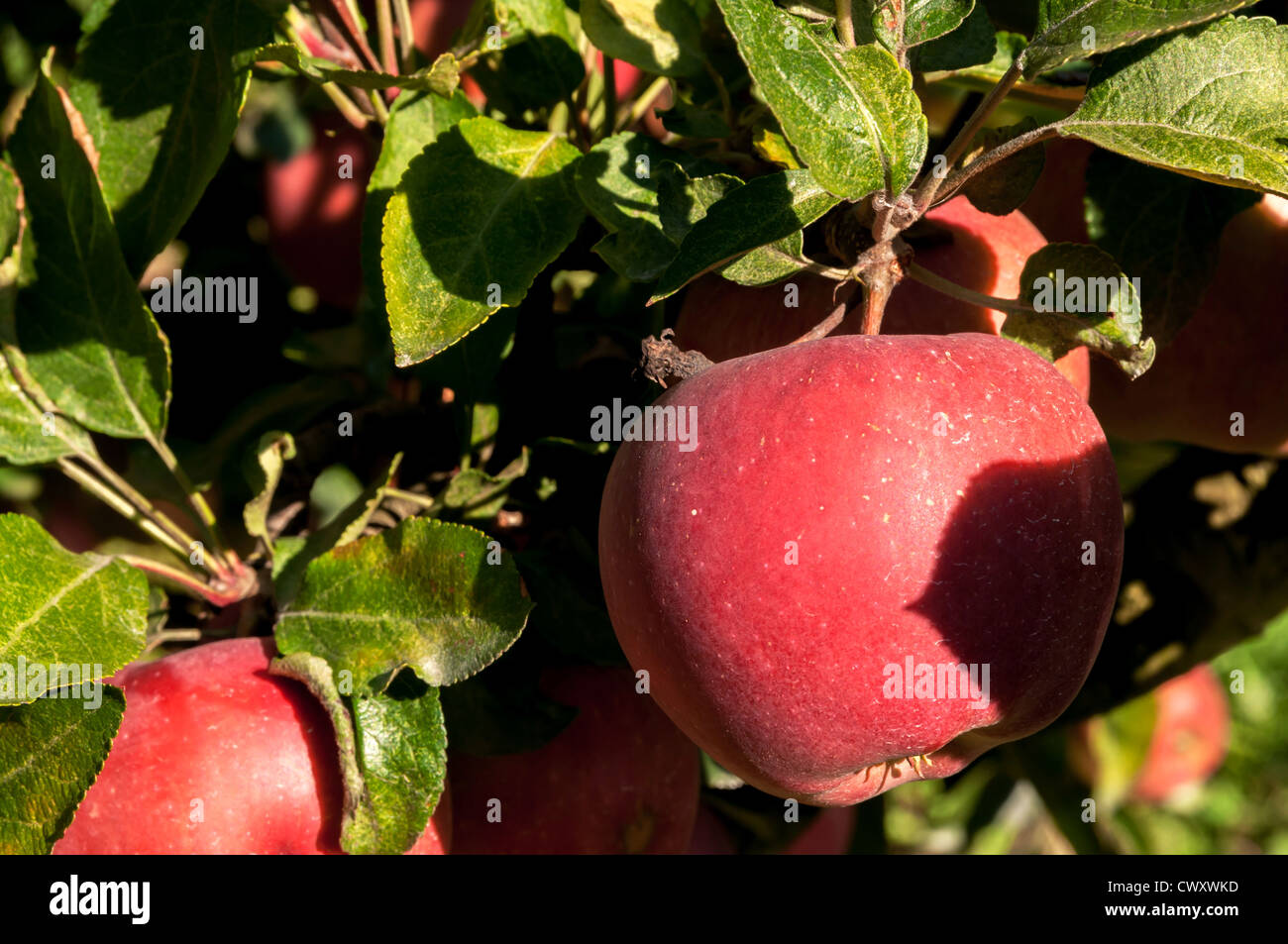 Apple orchard with apples before picking Stock Photo - Alamy