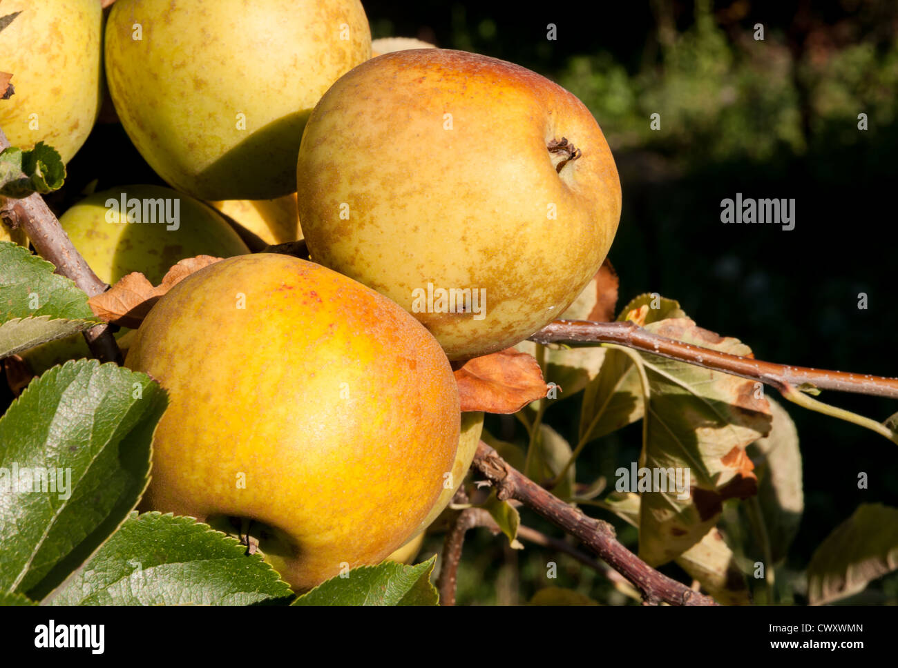 Apple orchard with apples before picking Stock Photo - Alamy