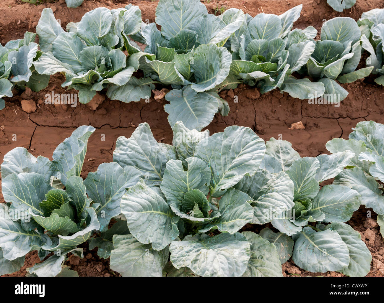 Young cabbages grown on forest soil to the river Stock Photo - Alamy