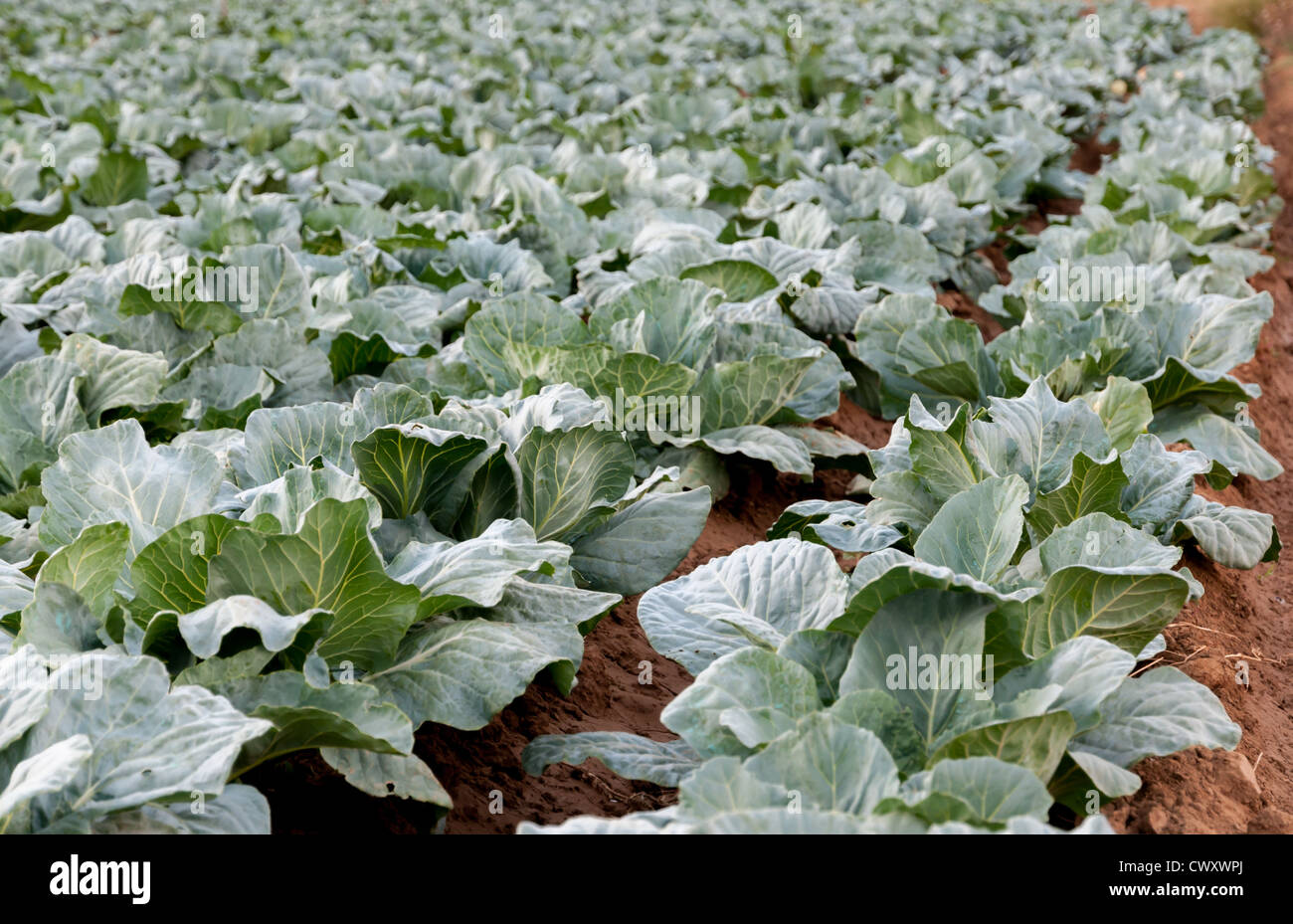 Full grown and young plant hi-res stock photography and images - Alamy