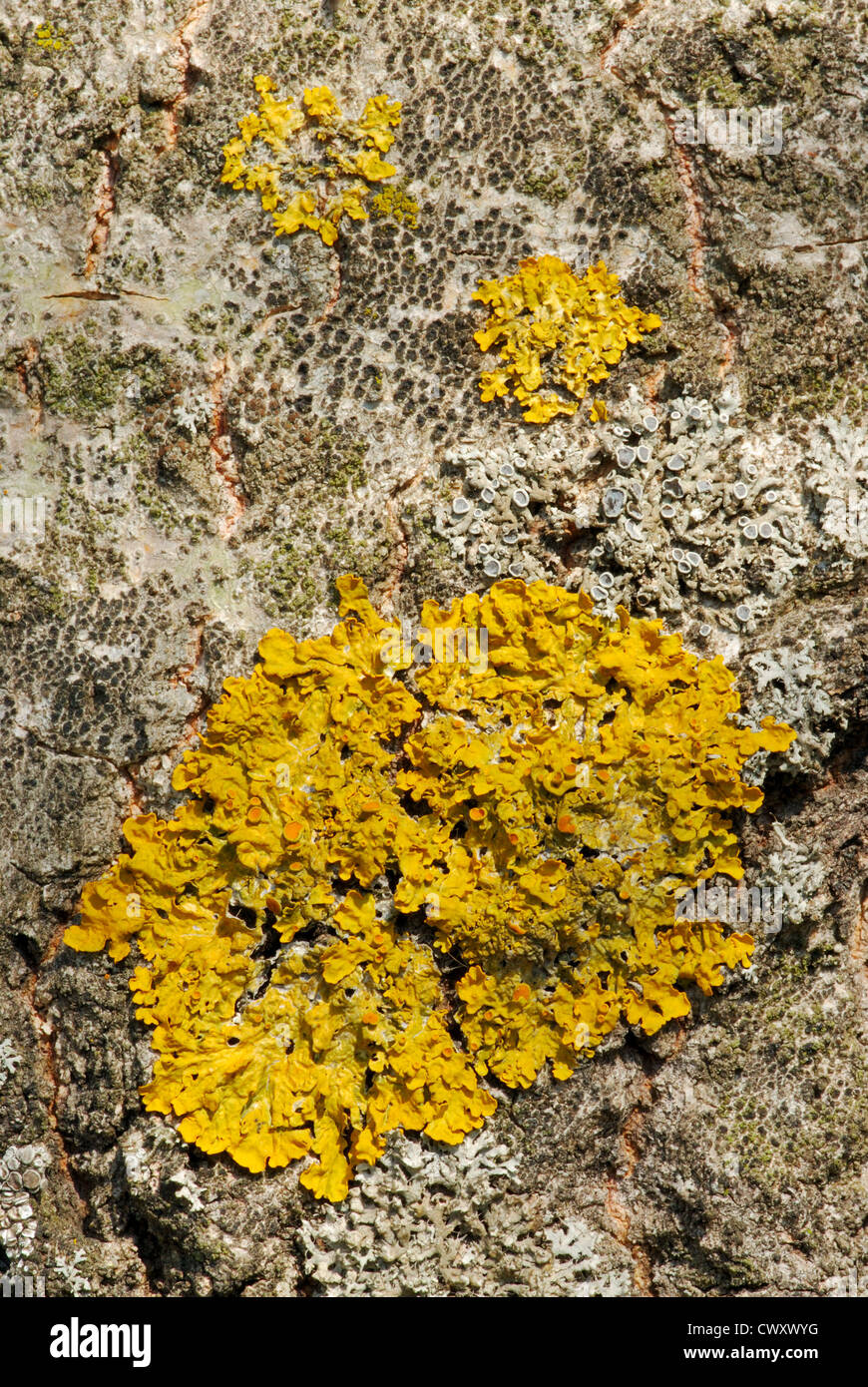 A spot of yellow lichen on the bark of aspen Stock Photo - Alamy