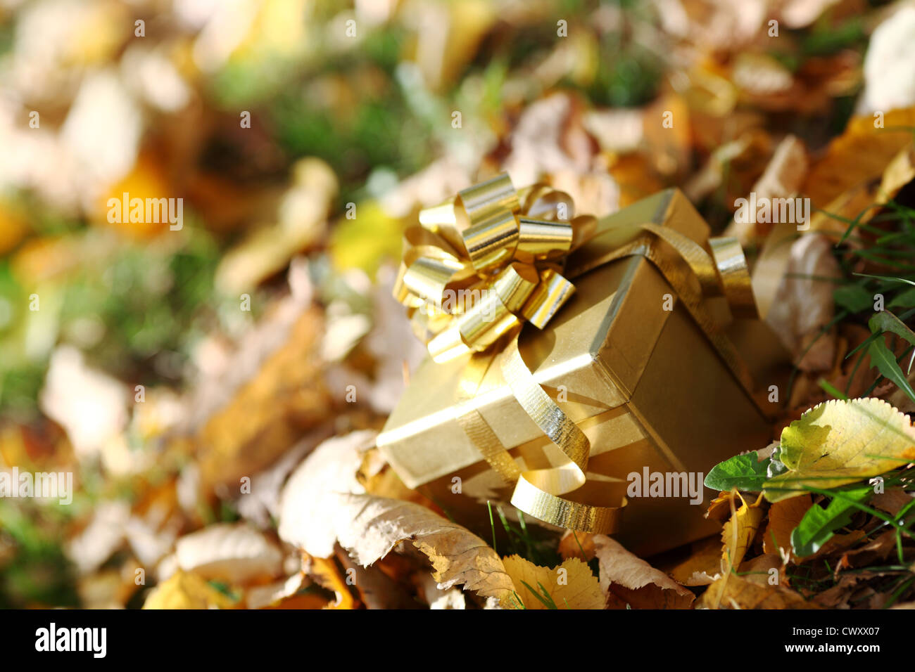 Gift of the forest hi-res stock photography and images - Alamy