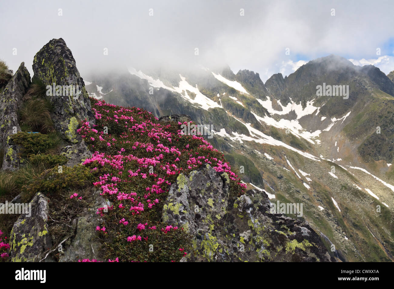 Mountain peonies hi-res stock photography and images - Alamy