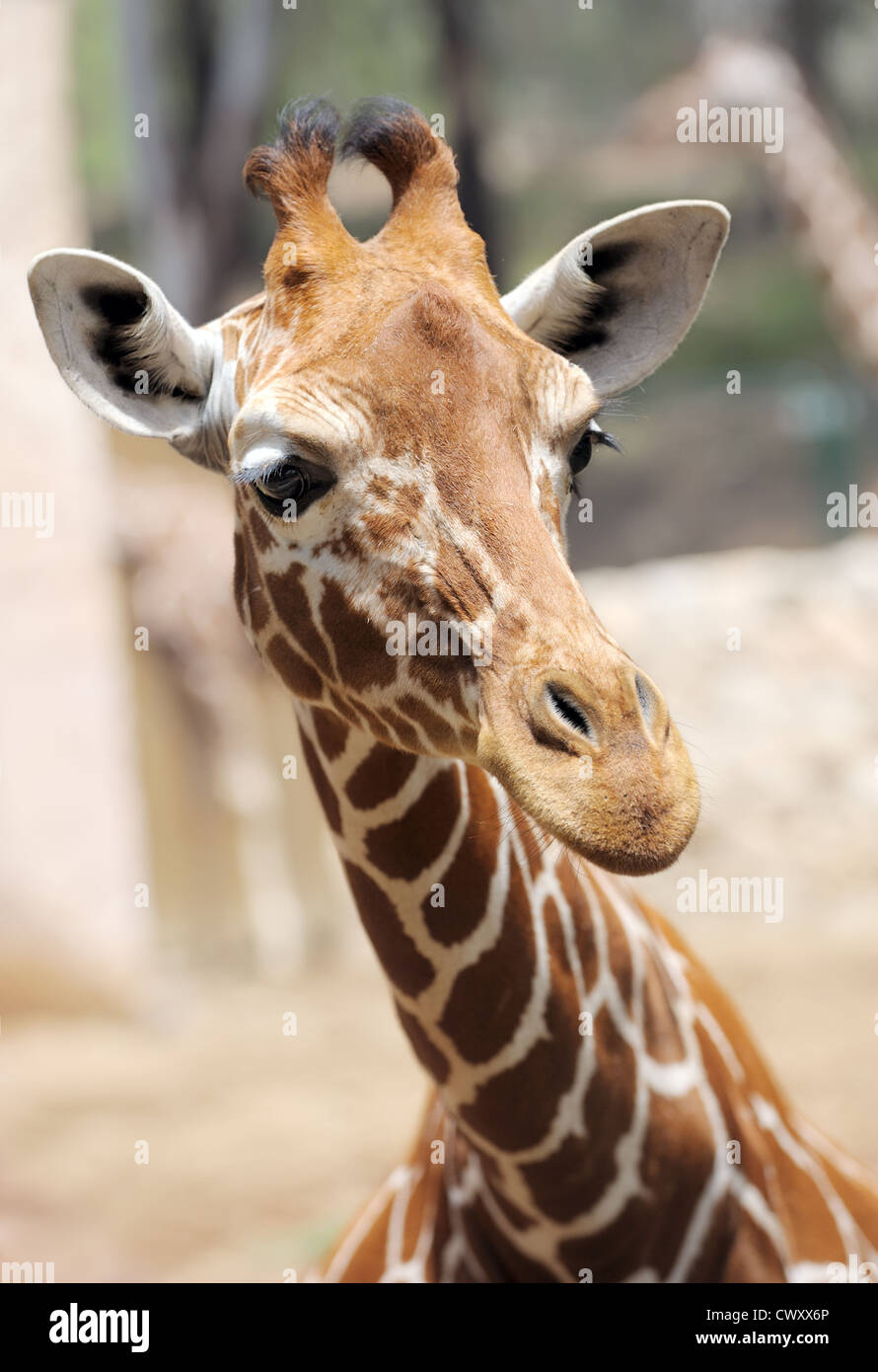 Yellow spotted giraffe hi-res stock photography and images - Alamy