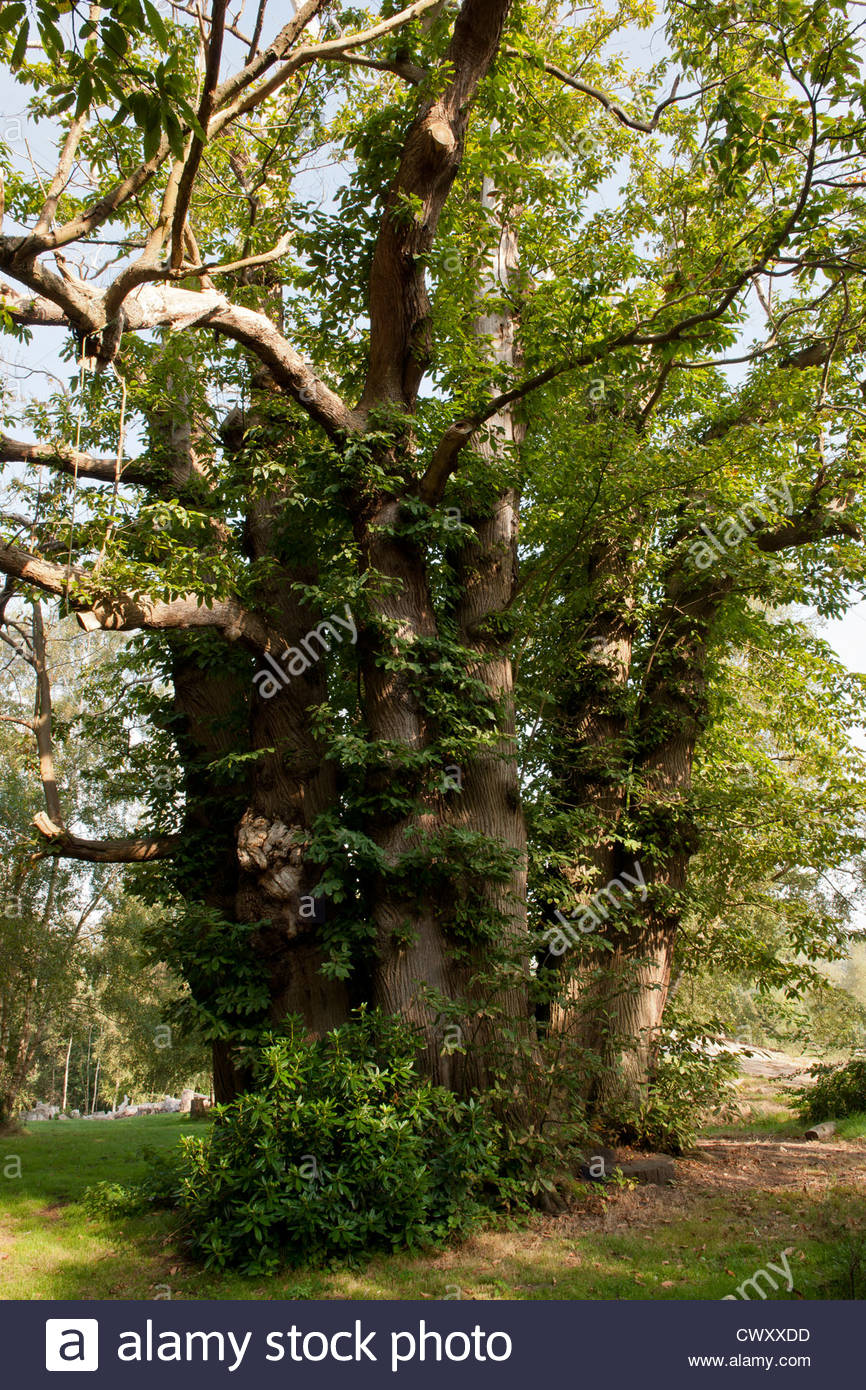 Ancient Sweet Chestnut Tree Stock Photos & Ancient Sweet Chestnut Tree ...