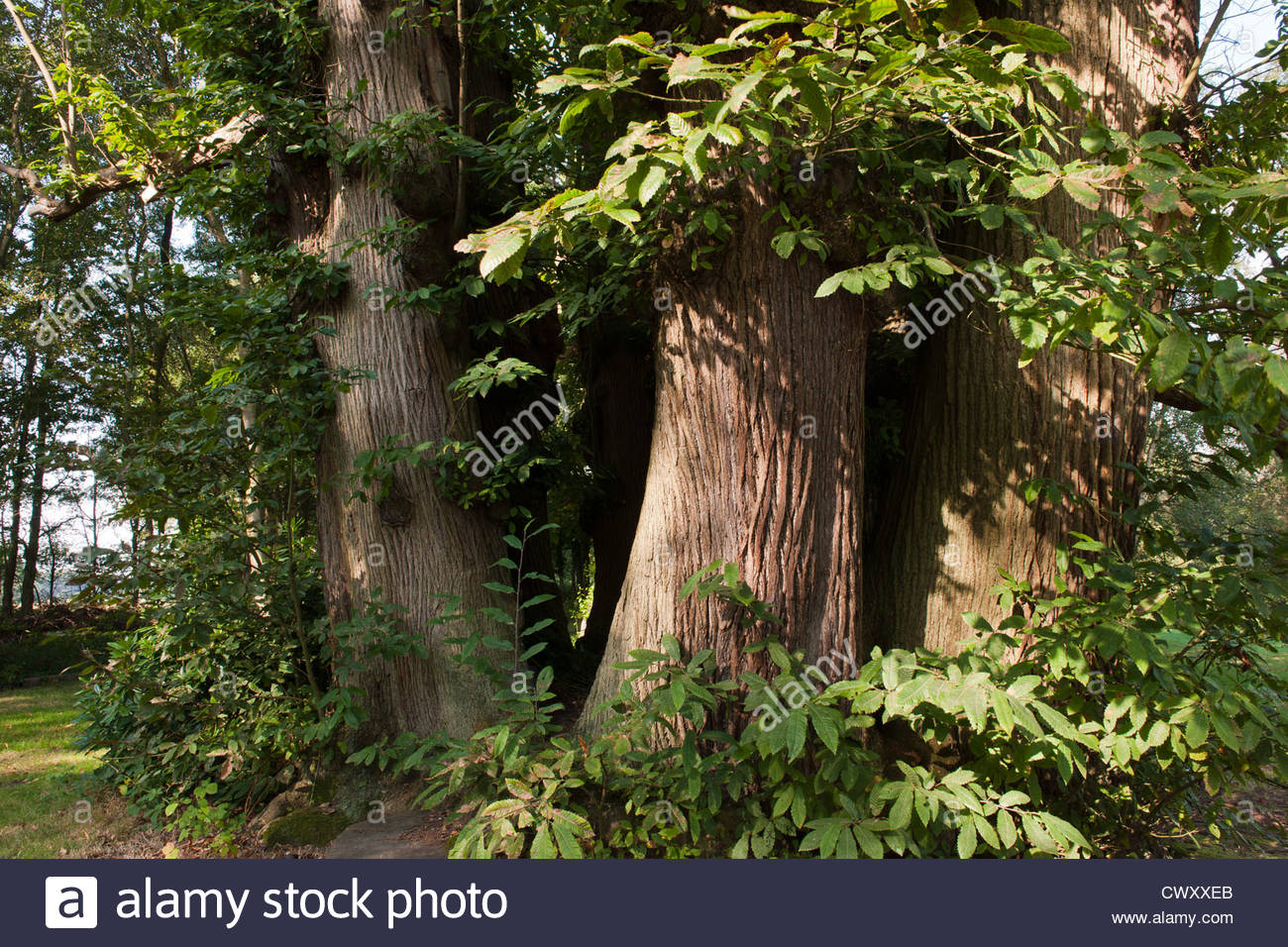 Ancient Sweet Chestnut Tree Stock Photos & Ancient Sweet Chestnut Tree ...